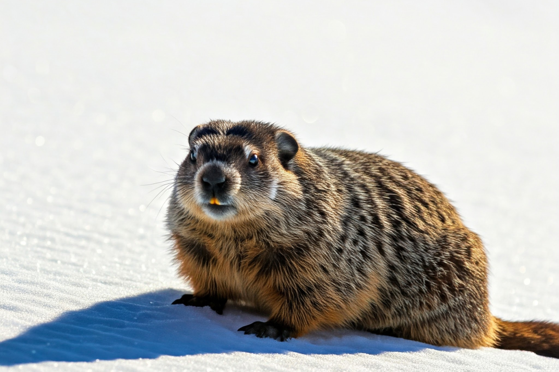 The Presentation of the Lord 2026: Folk Signs and Spiritual Winter ...